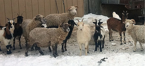 Traveling Farm - Petting Zoo and Pony Rides for any occasion in CT